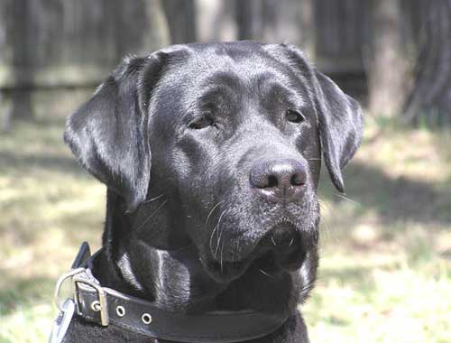 My Brand Labradors - labradori retriiver