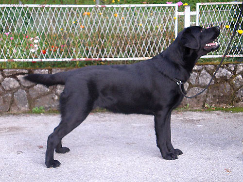 My Brand Labradors - MY BRAND LOVE-LITTER born 22.04.2005